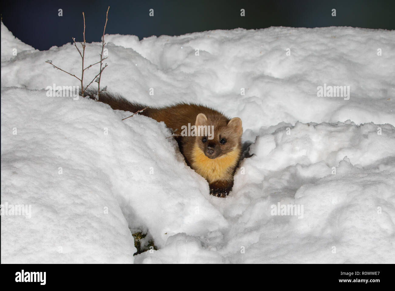 Pine marten in snow hi-res stock photography and images - Alamy