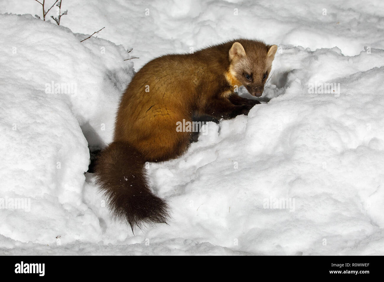 Pine marten in snow hi-res stock photography and images - Alamy