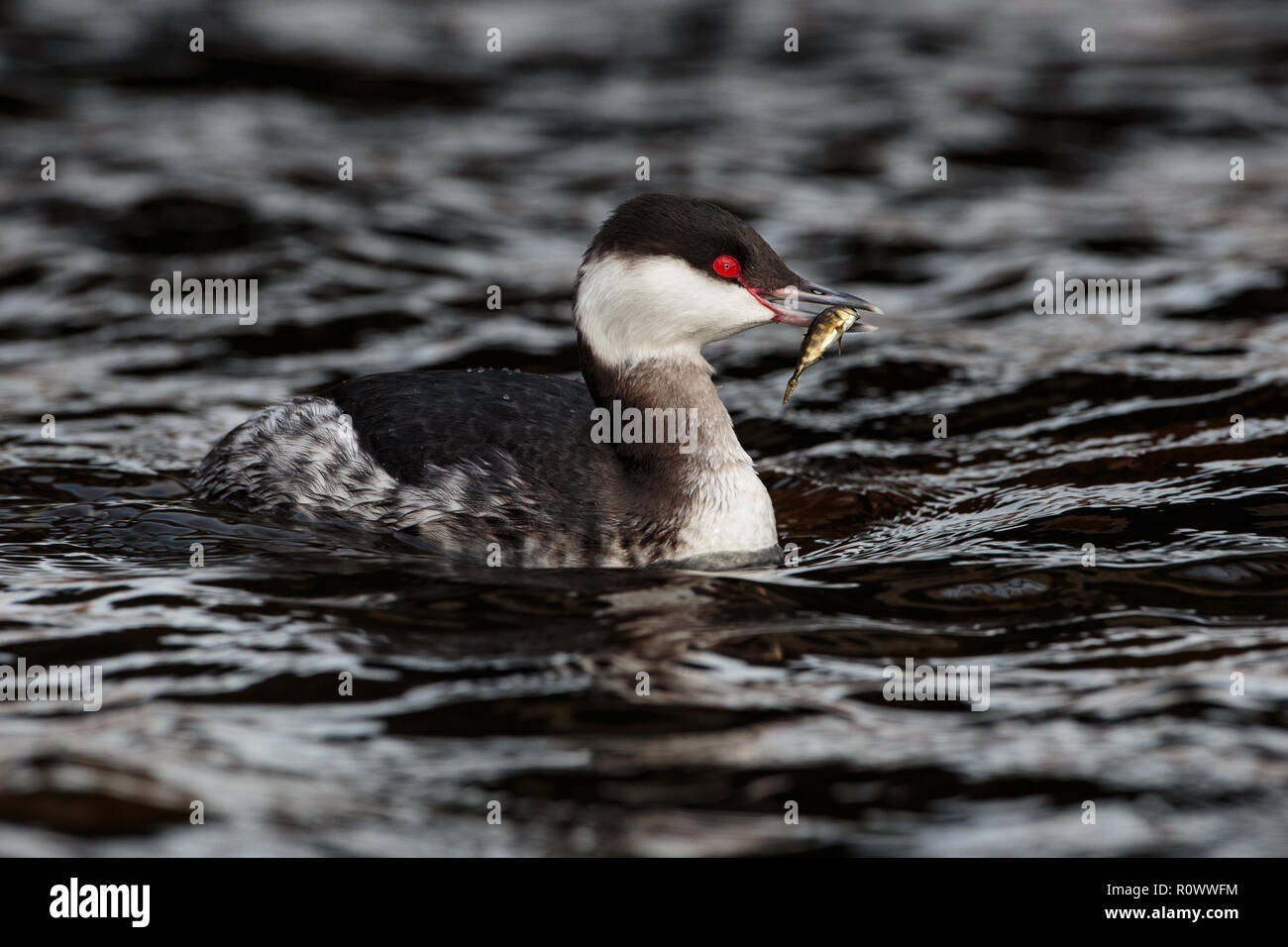 Grebe in winter plumage hi-res stock photography and images - Alamy
