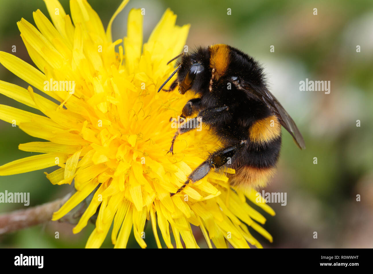 Queen bombus terrestris hi-res stock photography and images - Alamy