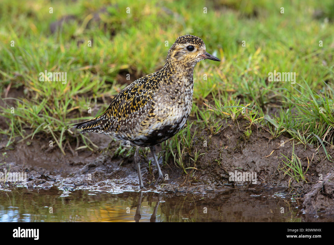 Female golden plover hi-res stock photography and images - Alamy