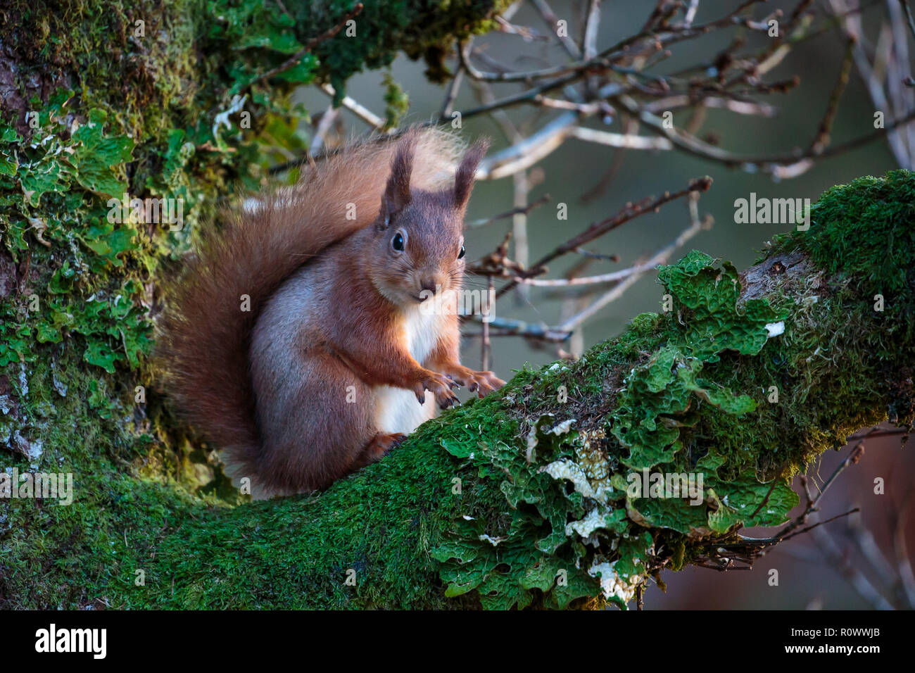 Red Squirrel, Scuirus vulgaris in oak tree Stock Photo - Alamy