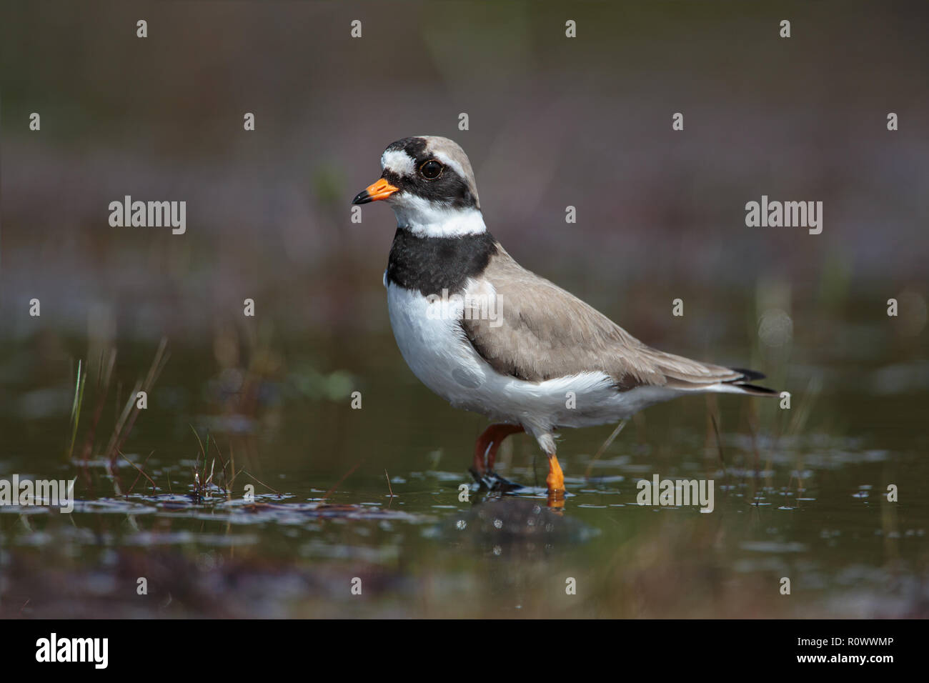 Common Ringed Plover, Charadrius hiaticula Stock Photo - Alamy