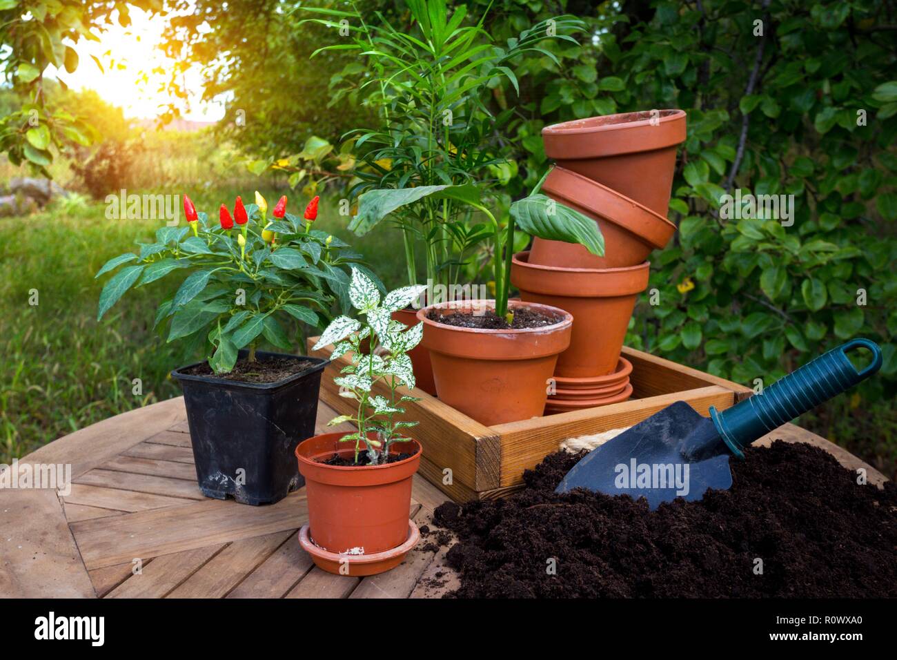 transplants flowers in the garden. flower pots and plants for ...