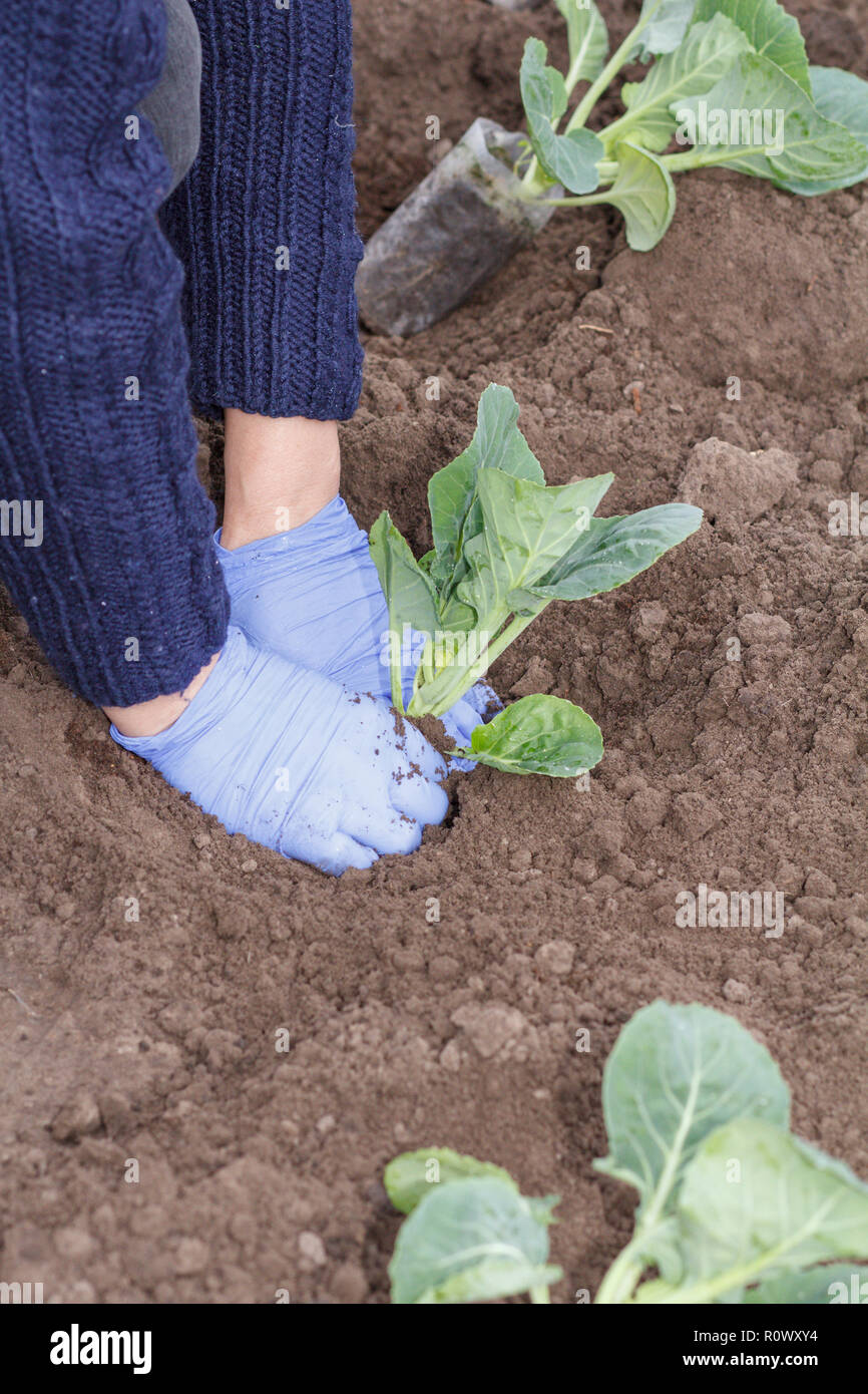 Gardener is planting green cabbage seedlings in the garden. Cultivation ...
