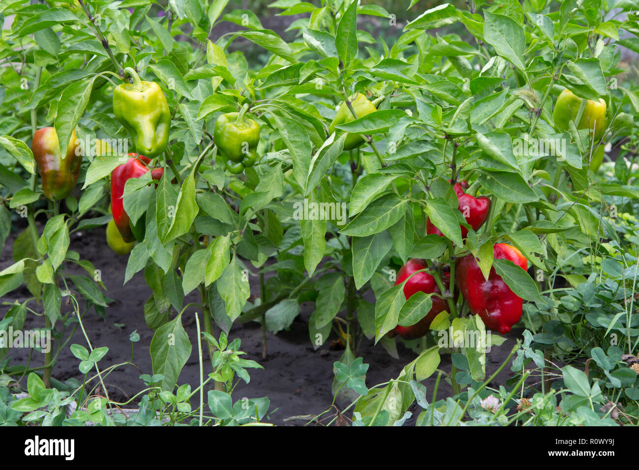 Ripe and unripe bell pepper growing on bush in the garden. Bulgarian or ...