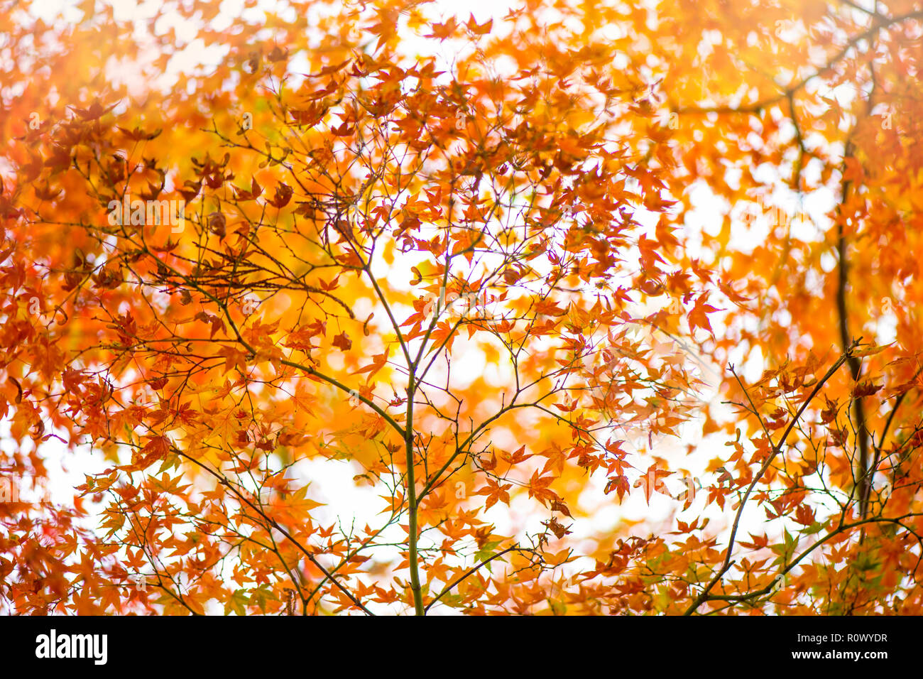 Close-up image of Vibrant Autumn coloured leaves of the Japanese maple ...