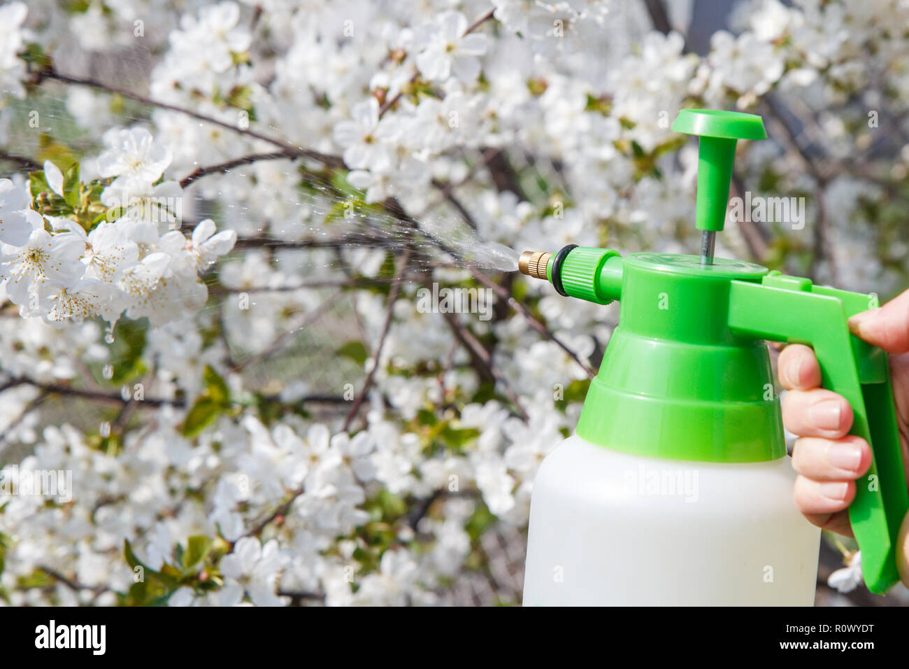 Farmer is sprinkling water solution on branches of cherry tree with ...