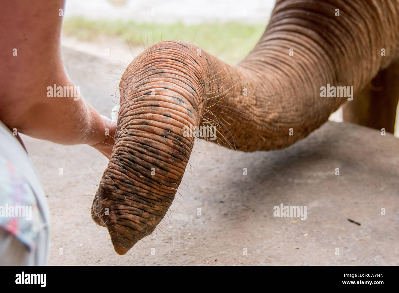 Close-up of the trunk of an elephant in a an elephant rescue and ...