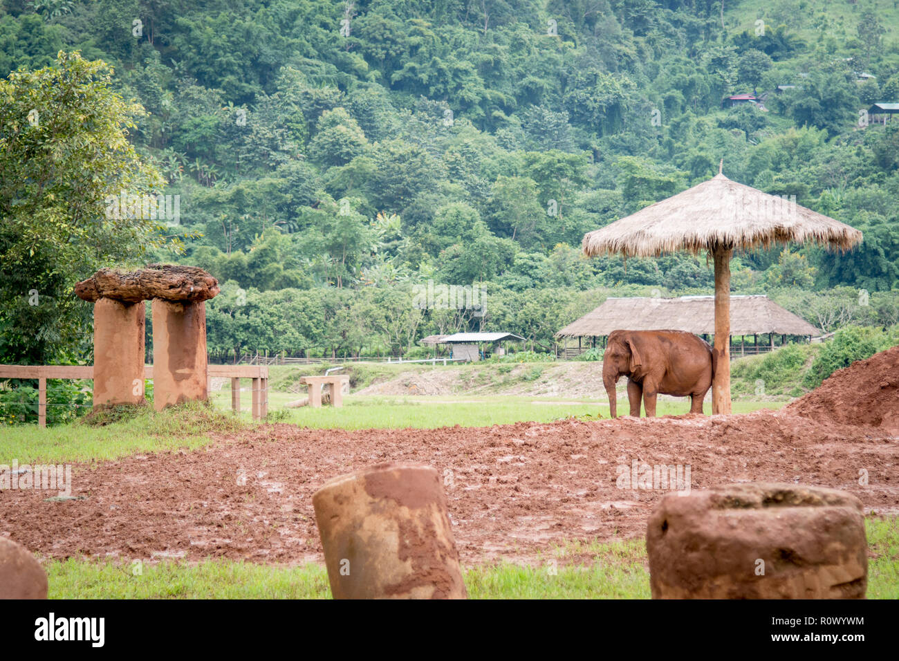 Elephant standing in brown sand or grass in a an elephant rescue and ...