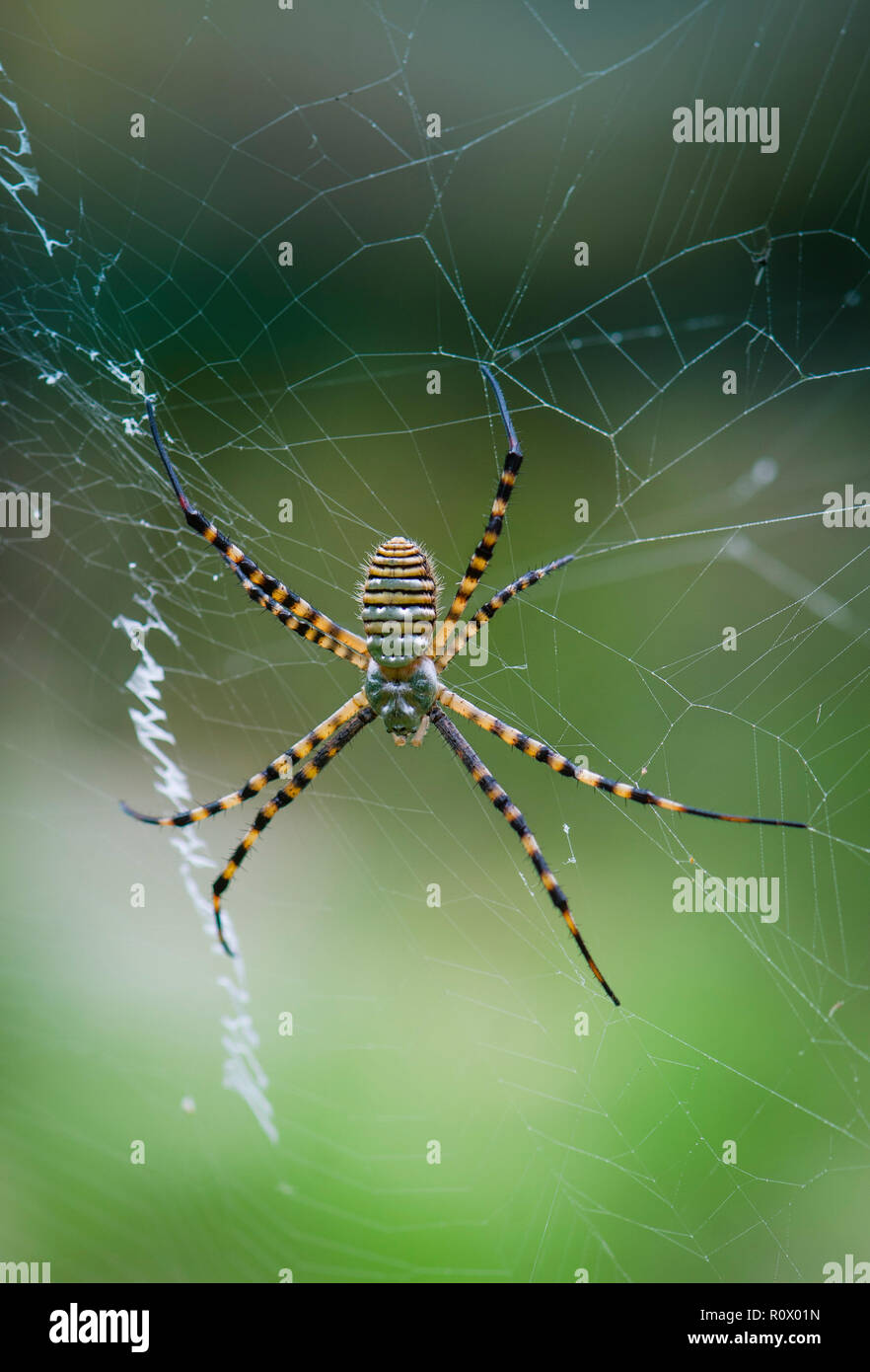 Banded garden spider, Argiope trifasciata in her web. Spain Stock Photo ...