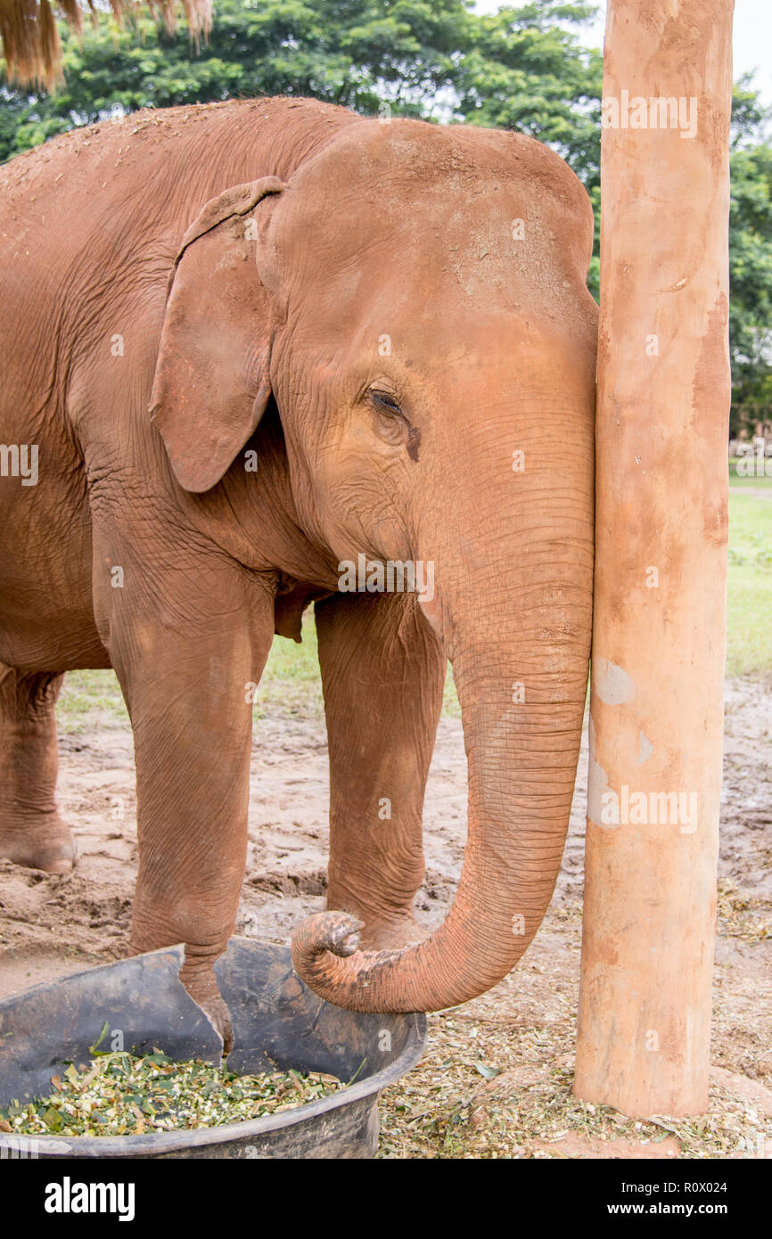 Elephant pillar hi-res stock photography and images - Alamy