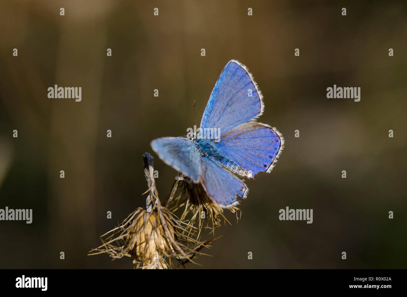 Adonis blue, butterfly, Polyommatus bellargus, Andalusia, Spain Stock ...