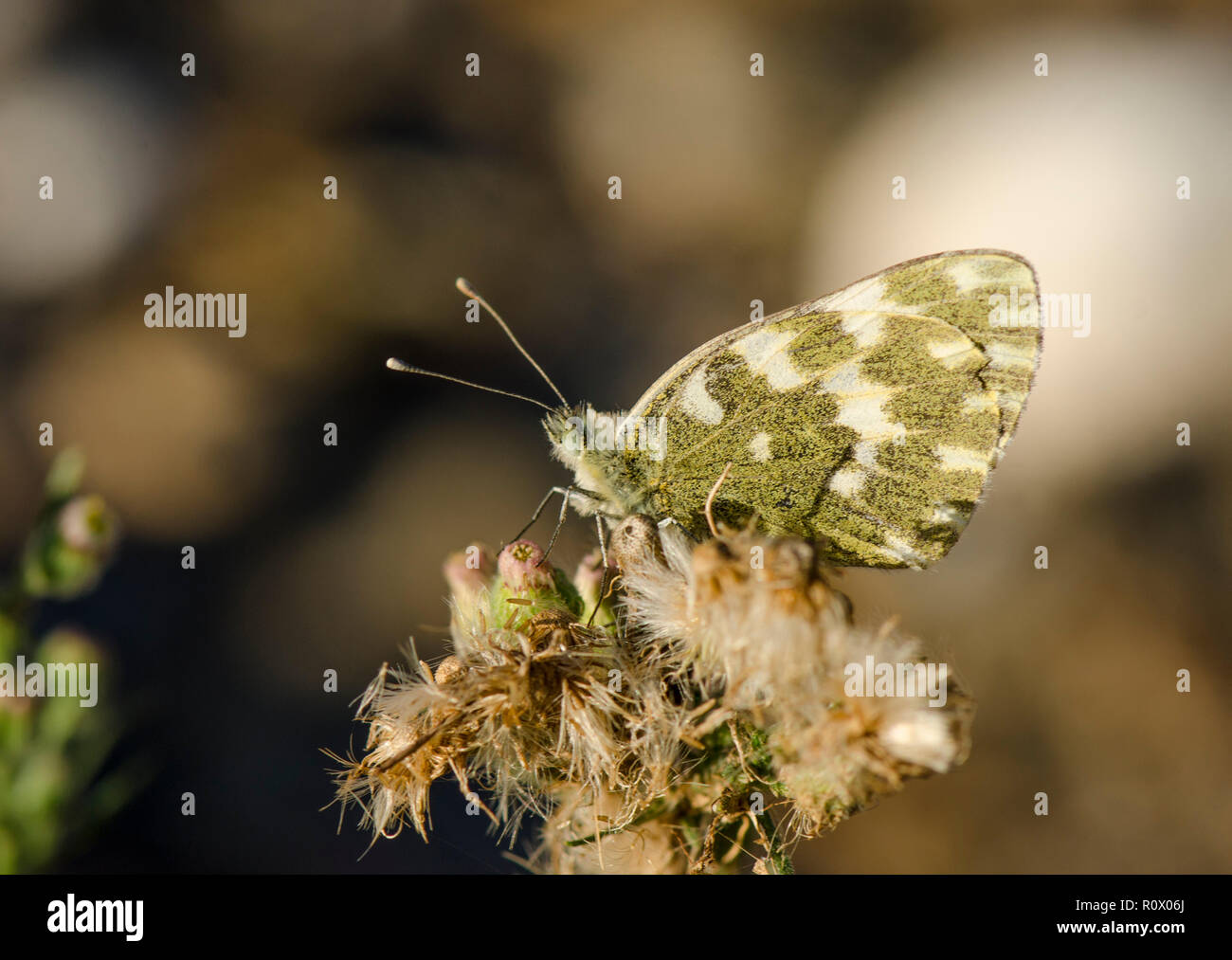 Bath white butterfly, Pontia daplidice, underwings, resting on flower ...