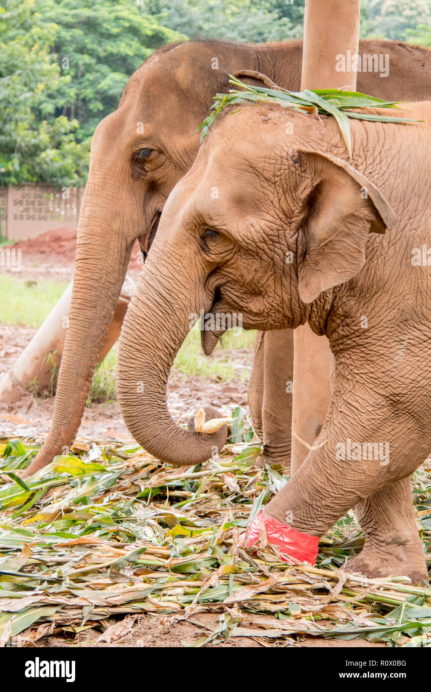 Baby eating feet hi-res stock photography and images - Alamy