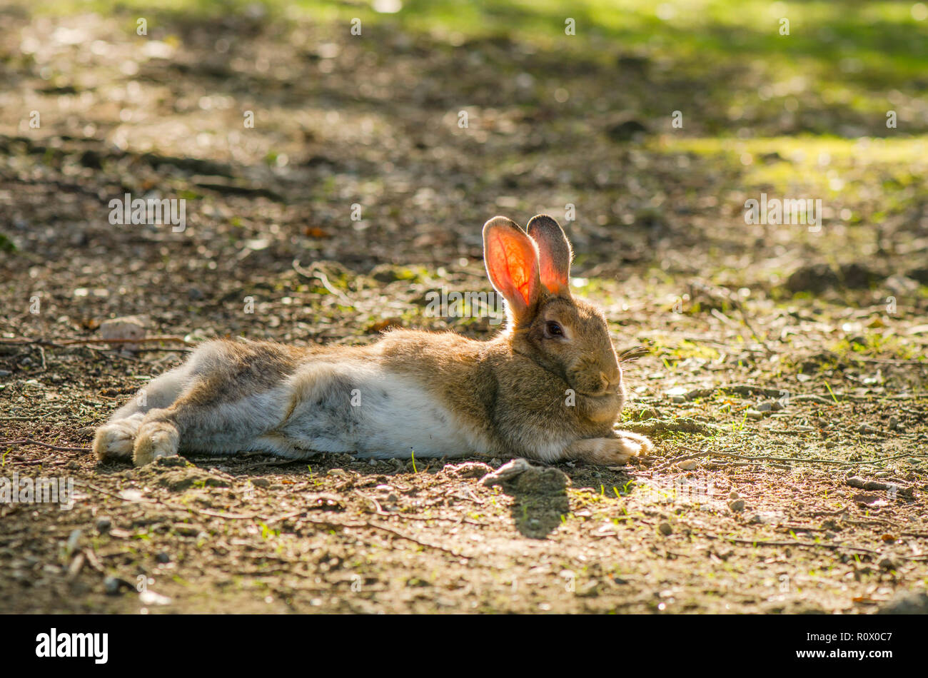 Domesticated pet animal mammal hi-res stock photography and images - Alamy