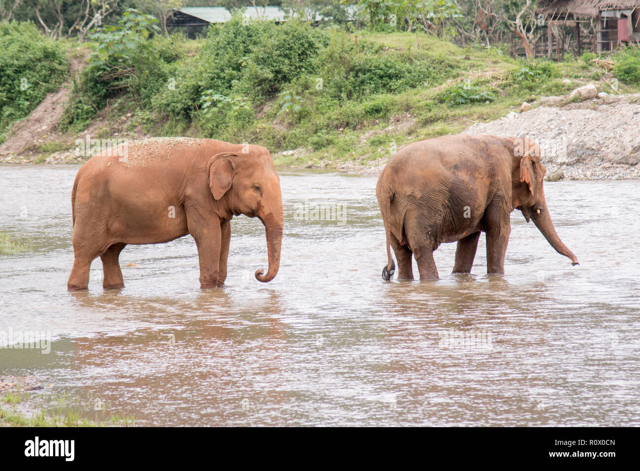 Elephants walking through jungle hi-res stock photography and images ...