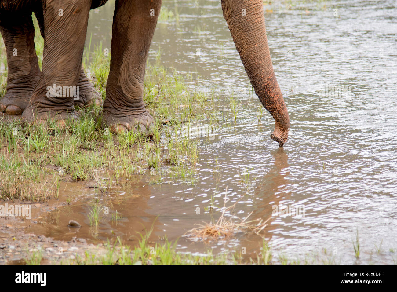 Asian elephant feet hi-res stock photography and images - Alamy