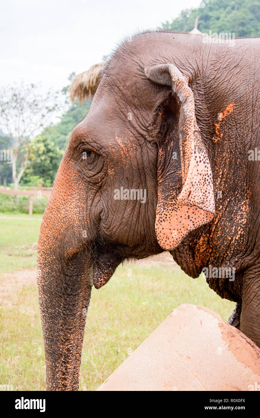 Elephant in a an elephant rescue and rehabilitation center in Northern ...
