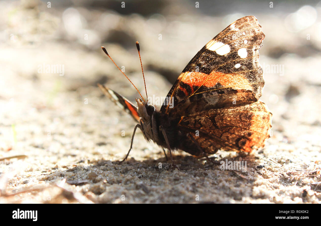 Butterfly standing on ground hi-res stock photography and images - Alamy