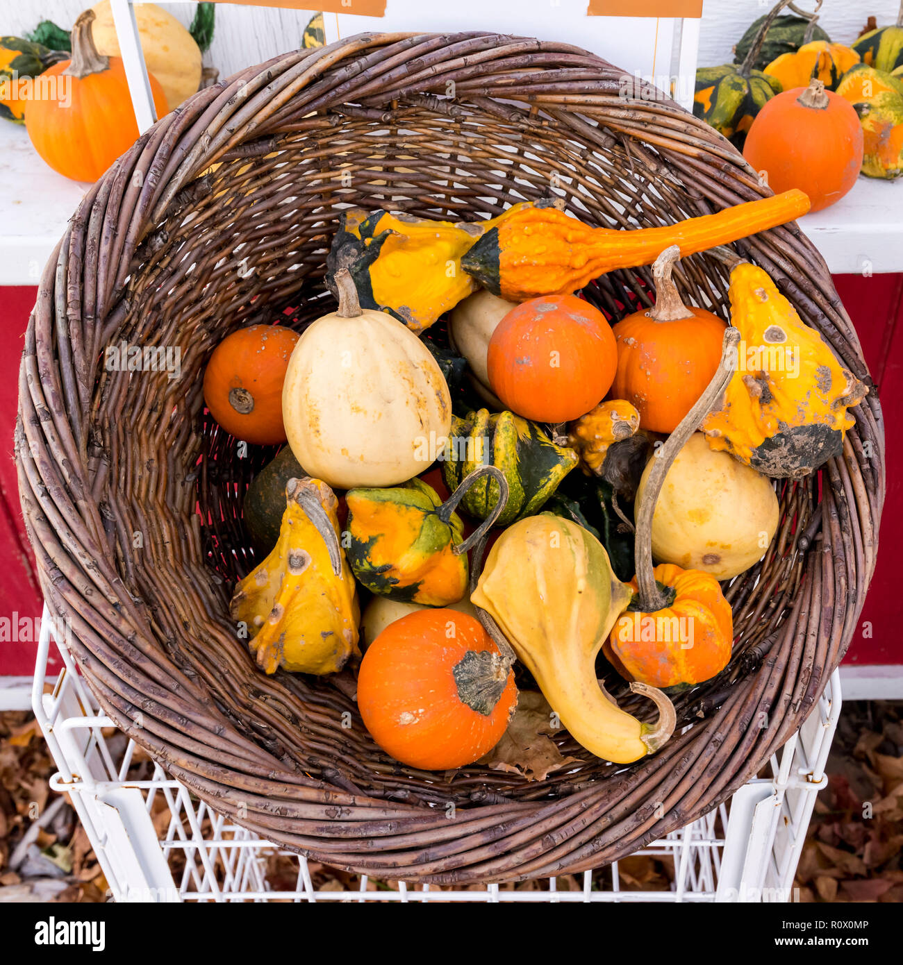 Basket of miniature gourds for sale at a road side stand Stock Photo ...