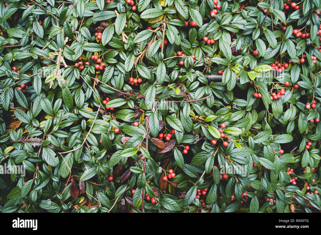 evergreen autumnal plants and foliage backdrops Stock Photo - Alamy
