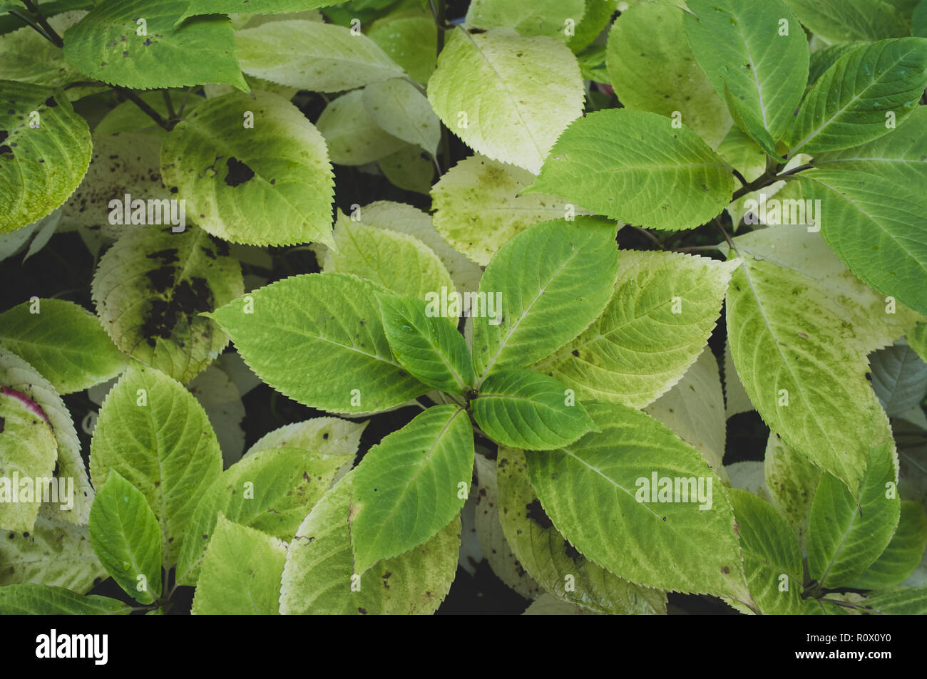 hydrangea autumnal plants and foliage backdrops Stock Photo - Alamy