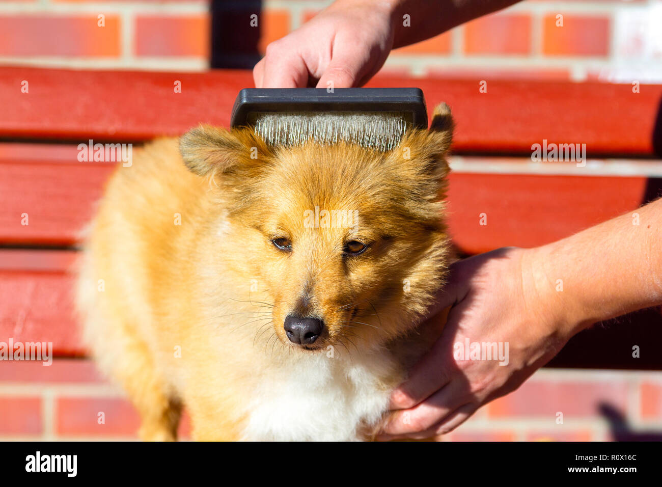 Brush grooming on a young shetland sheepdog Stock Photo - Alamy