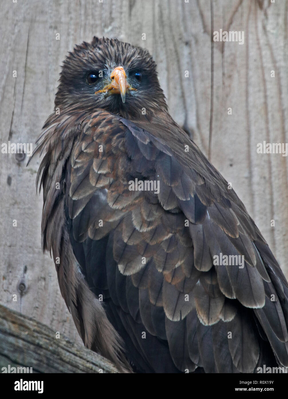 Aegyptius hi-res stock photography and images - Alamy