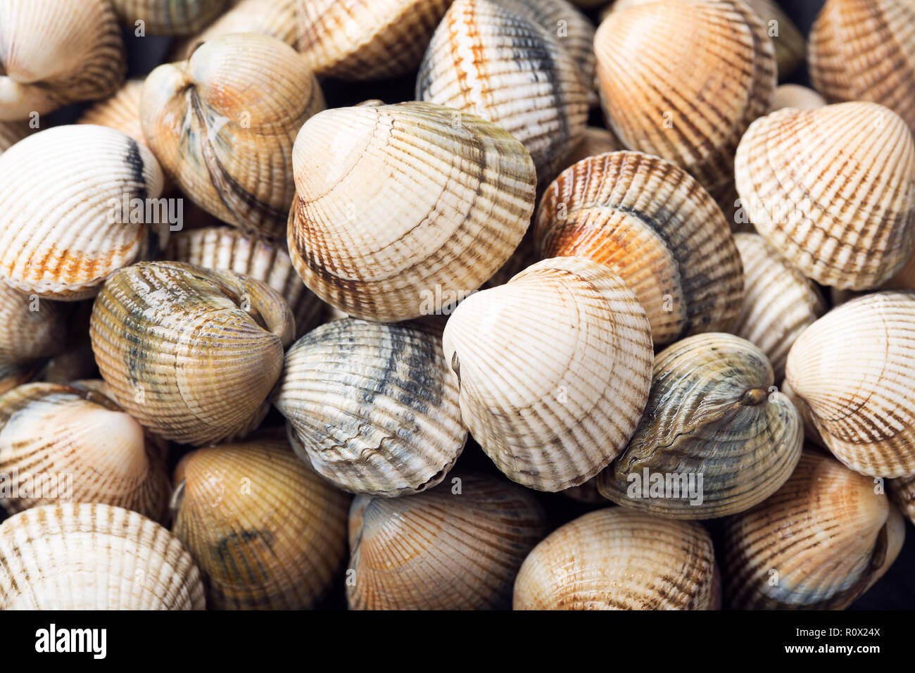 Fresh Cockles Seafood background. Cerastoderma edulis. Bivalve mollusc ...