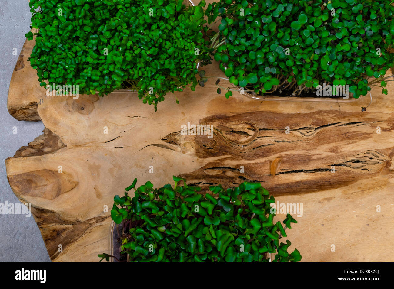 Assortment of micro greens. Growing radish, cress salad, arugula ...