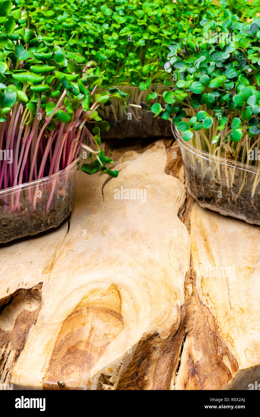 Cress sprouts in plastic box hi-res stock photography and images - Alamy