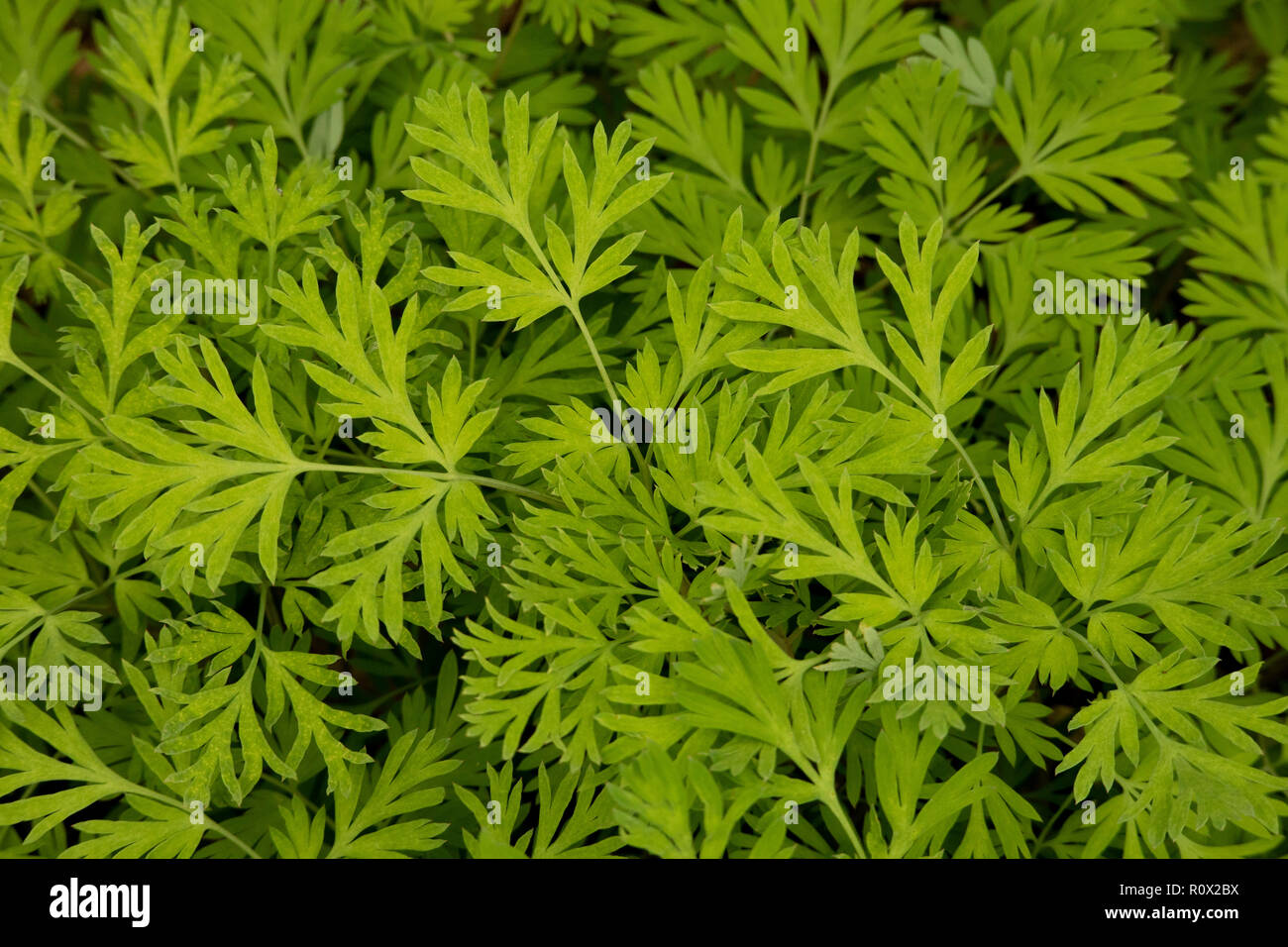 Green Ground Plant Stock Photo - Alamy