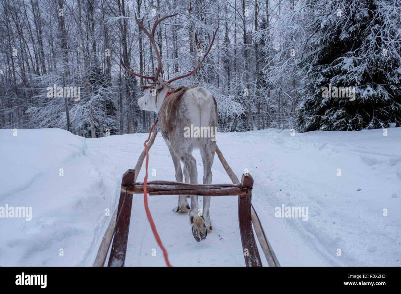 Deer ride in snowy forest. Finland Stock Photo - Alamy