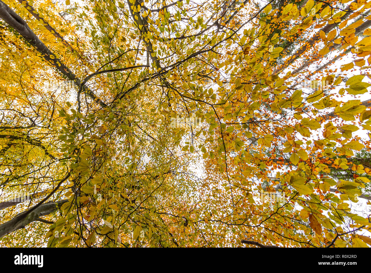 Tree canopy - Autumn Stock Photo - Alamy