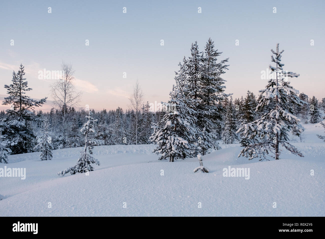 Frozen forest covered by snow Stock Photo - Alamy