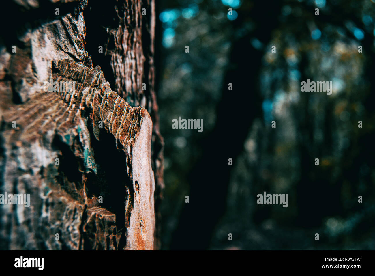 Bark in nature hi-res stock photography and images - Alamy