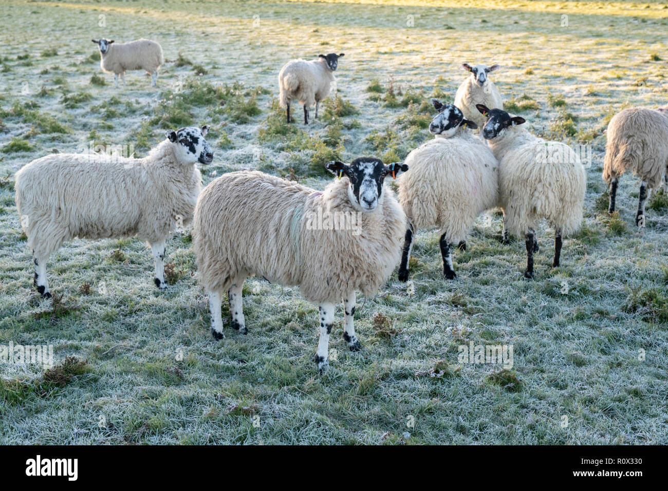 Sheep in a frosty field in the autumn light at sunrise. Chipping ...