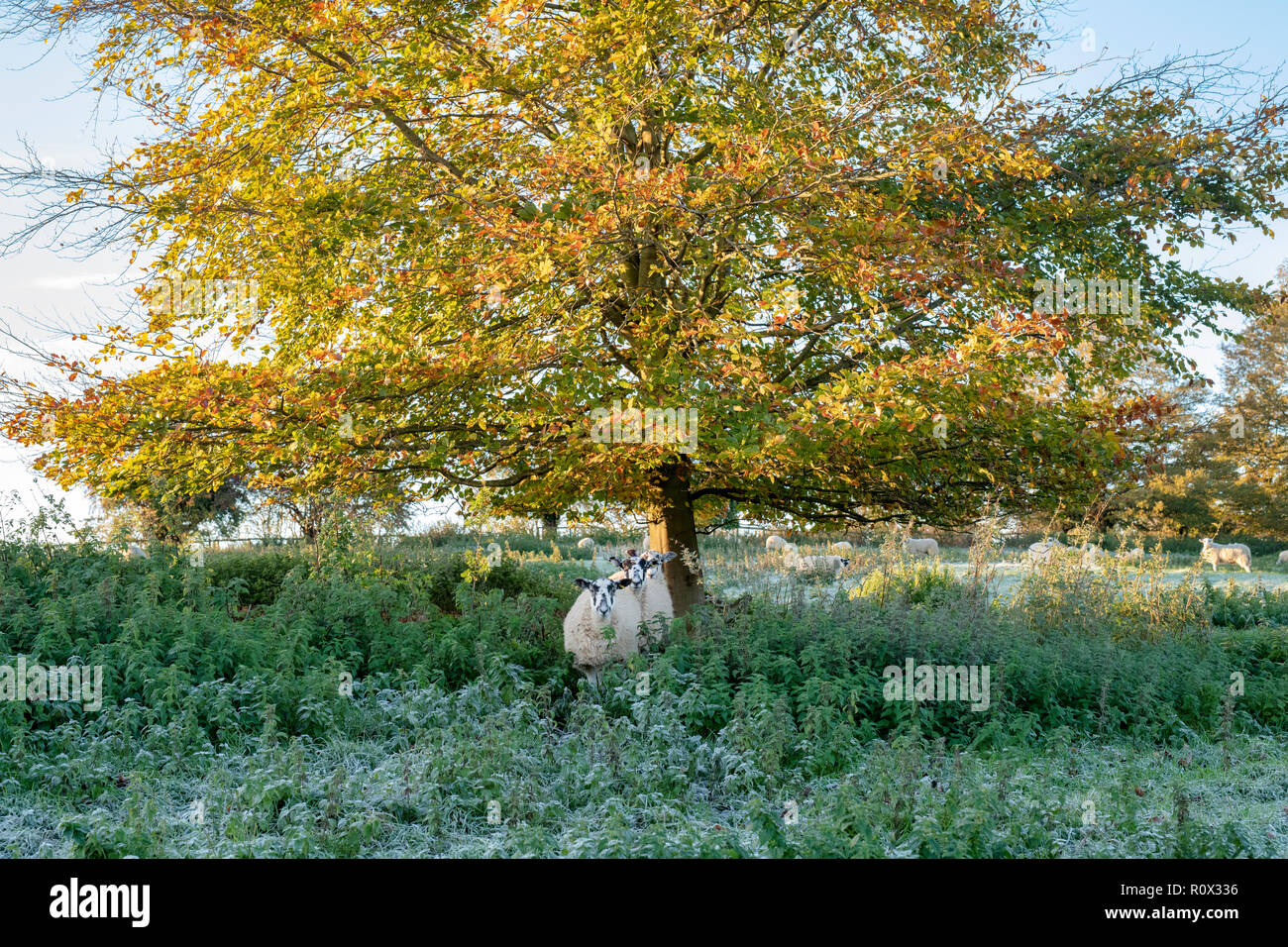 Sheep under a tree in autumn at sunrise. Chipping Campden ...