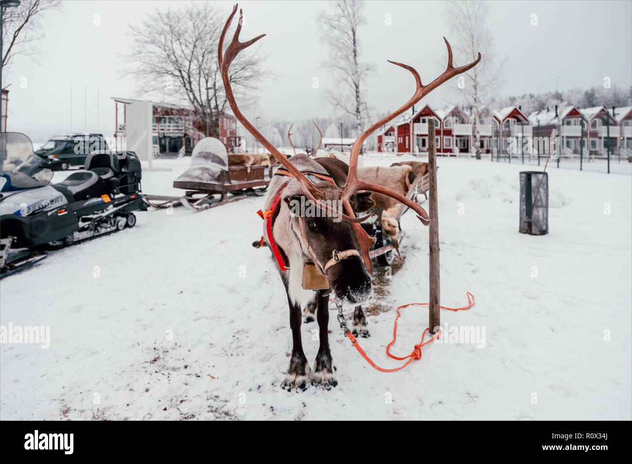 Deer and sledge in Finland Stock Photo - Alamy