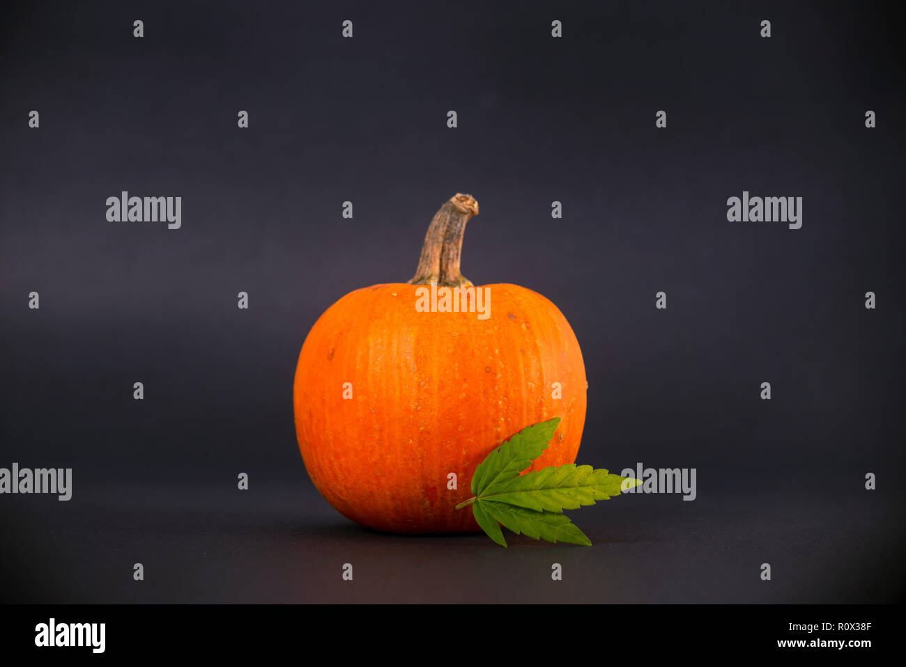 Small pumpkin and marijuana leaf isolated on black background Stock ...