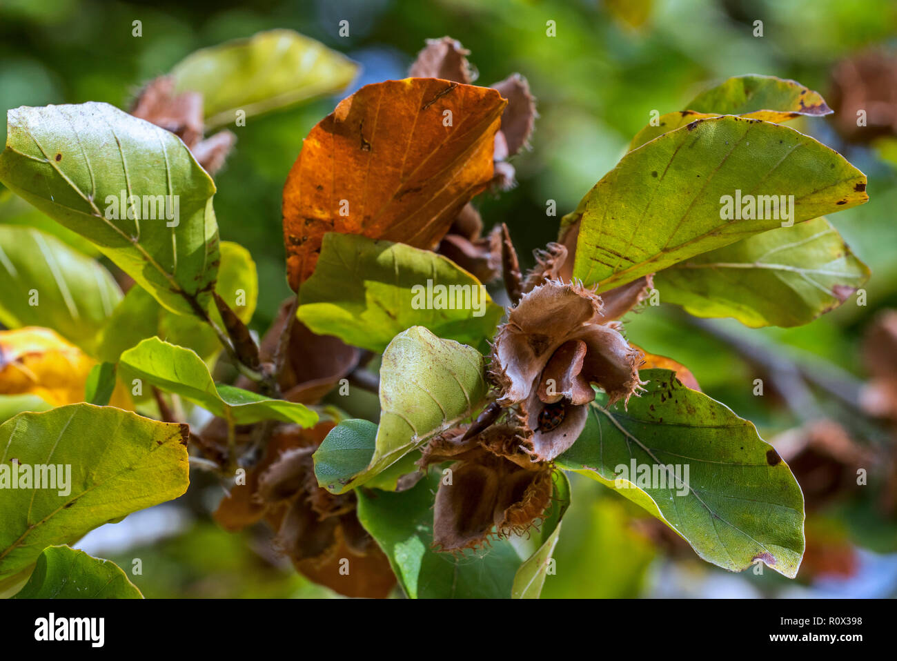 Common beech fagus sylvatica fruit hi-res stock photography and images ...