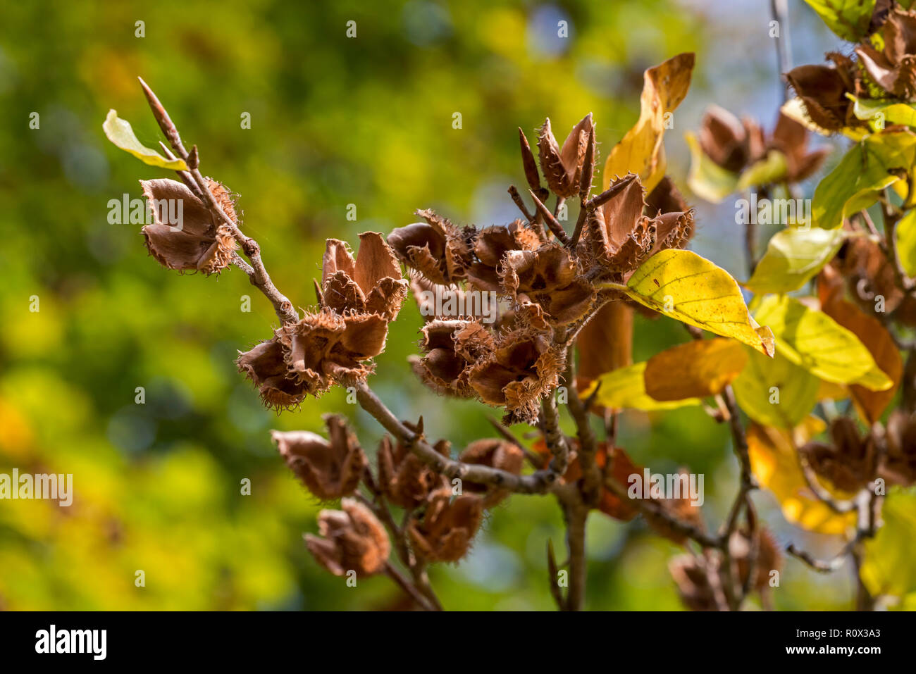 European beech / common beech (Fagus sylvatica) close up of leaves and ...