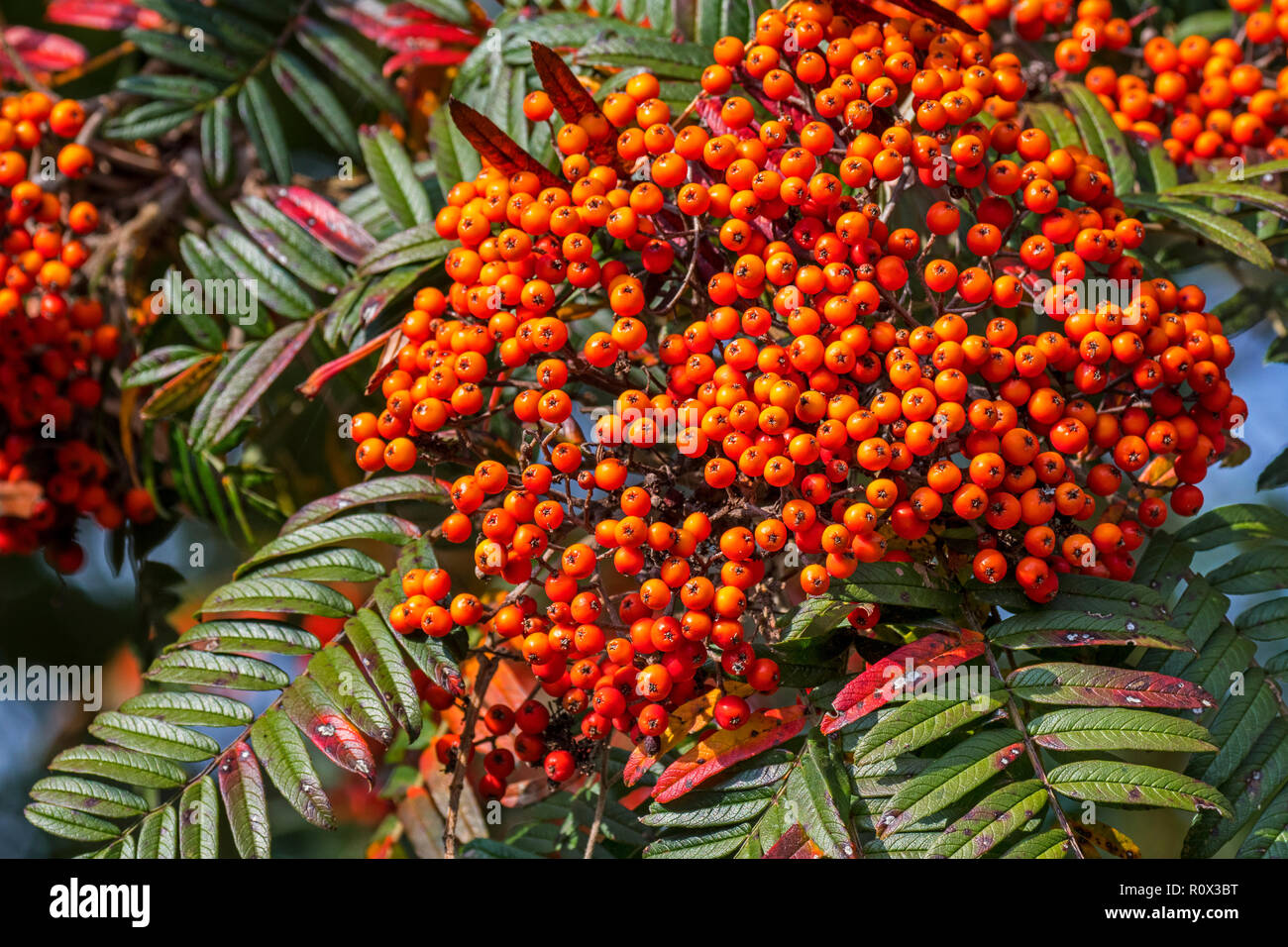 Chinese rowan tree hi-res stock photography and images - Alamy