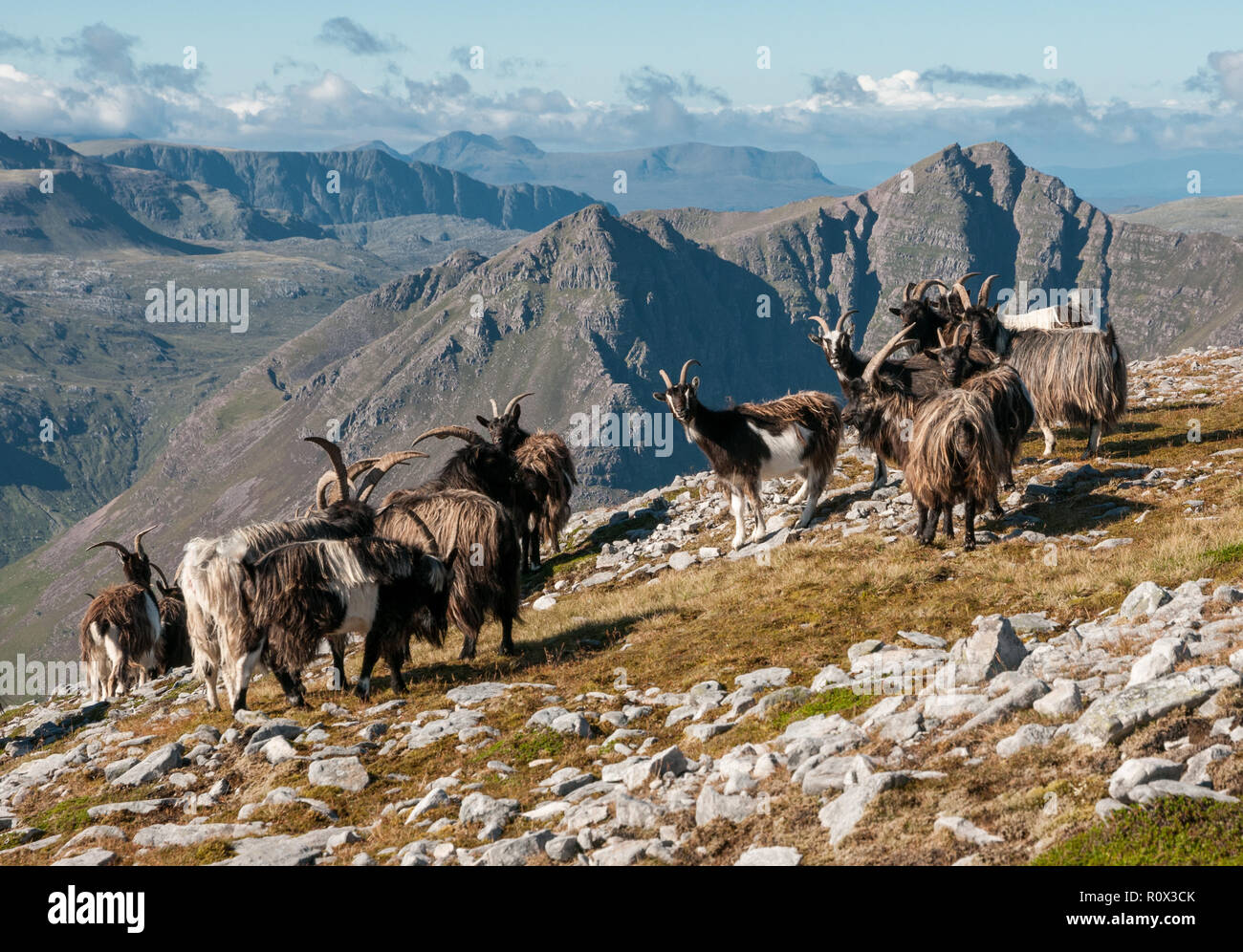 British primitive goats (Capra hircus) on An Teallach, Scotland Stock ...