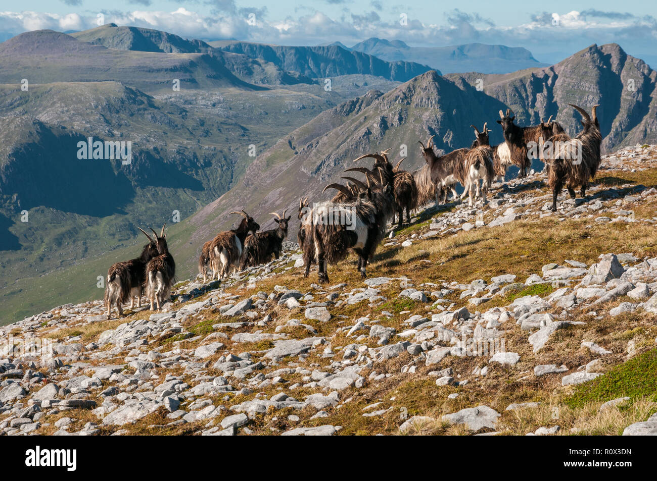Goats capra hircus hi-res stock photography and images - Alamy