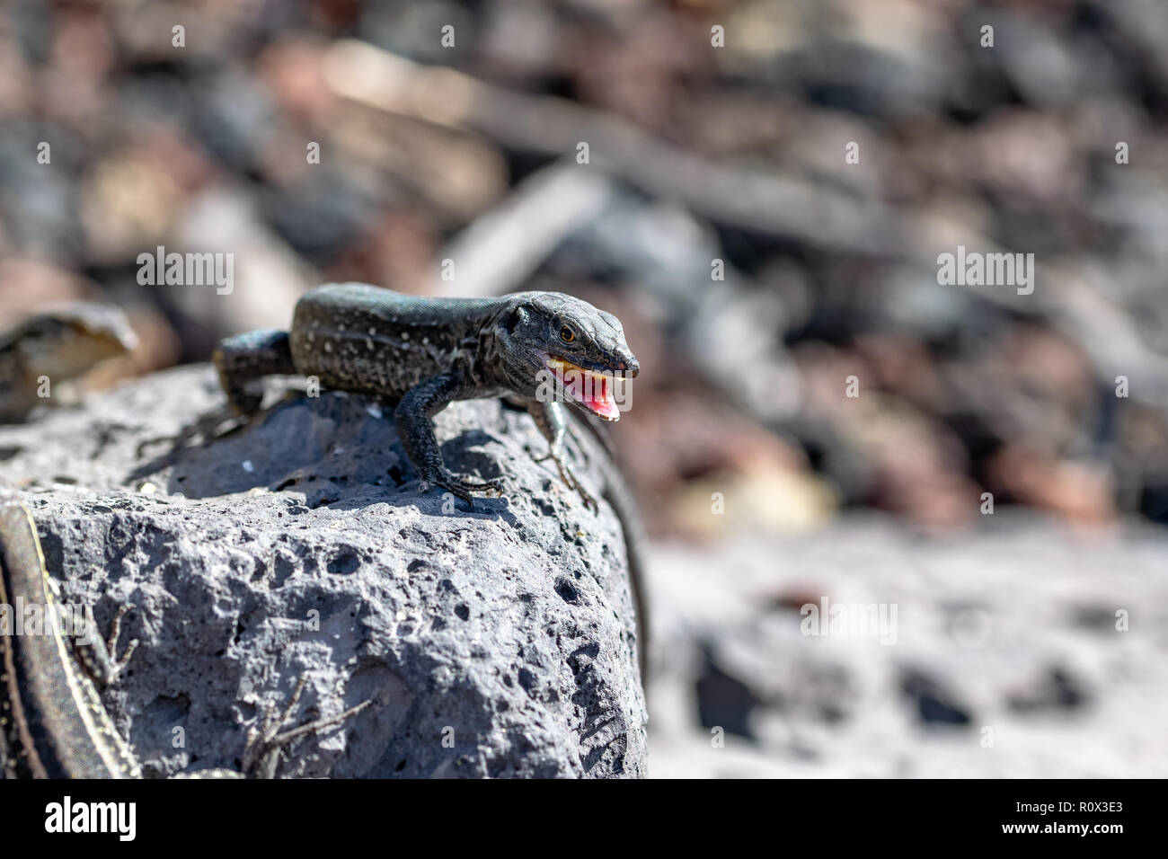 Wall lizard with open mouth eating a banana Stock Photo - Alamy