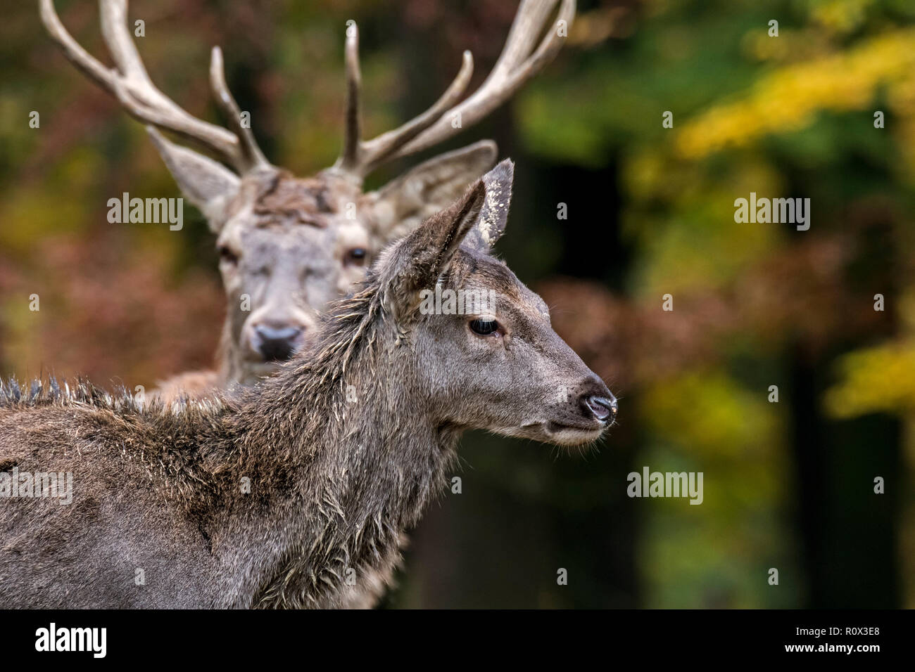 Red deer (Cervus elaphus) female / hind and stag / male in autumn ...