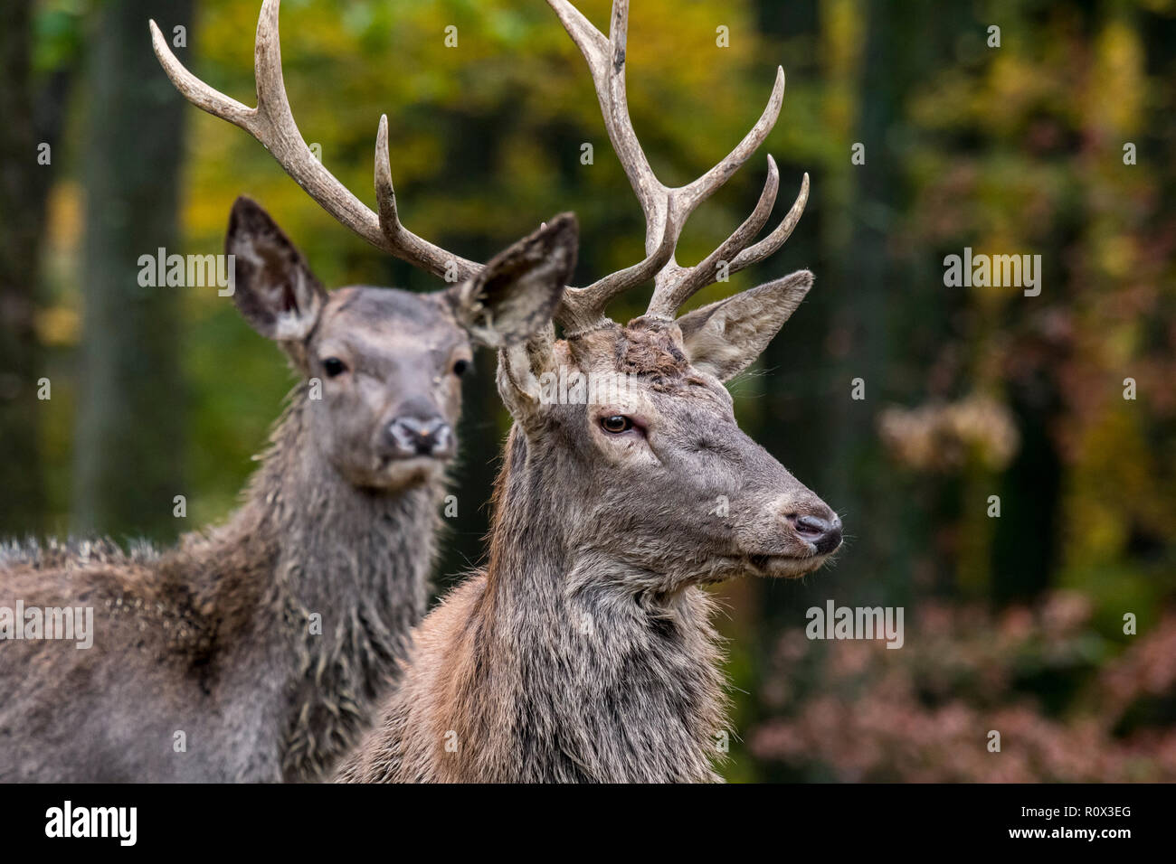 Red deer (Cervus elaphus) stag / male and female / hind in autumn ...