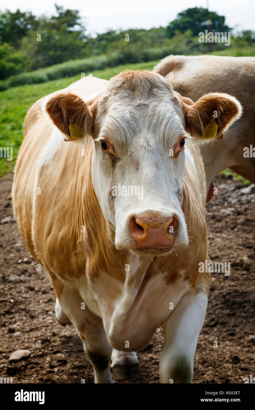 Beef and dairy hi-res stock photography and images - Alamy
